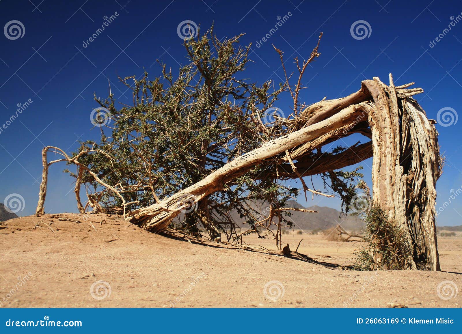 Lonely Broken Tree in Sahara Desert - Niger Stock Image - Image of ...
