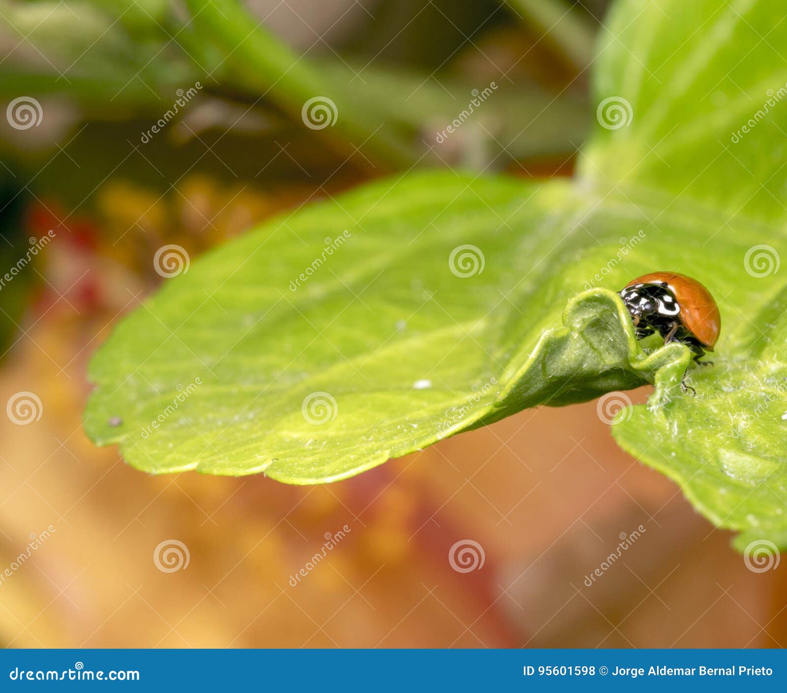 A Lonely Brown Ladybug on a Plant Branch Stock Photo - Image of ...