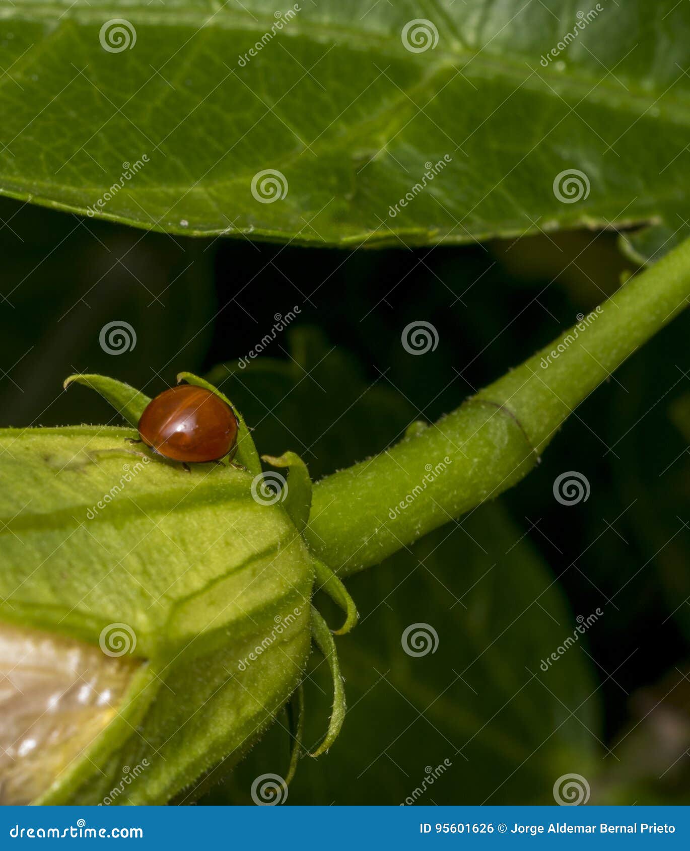 A Lonely Brown Ladybug on a Plant Branch Stock Photo - Image of blurred ...