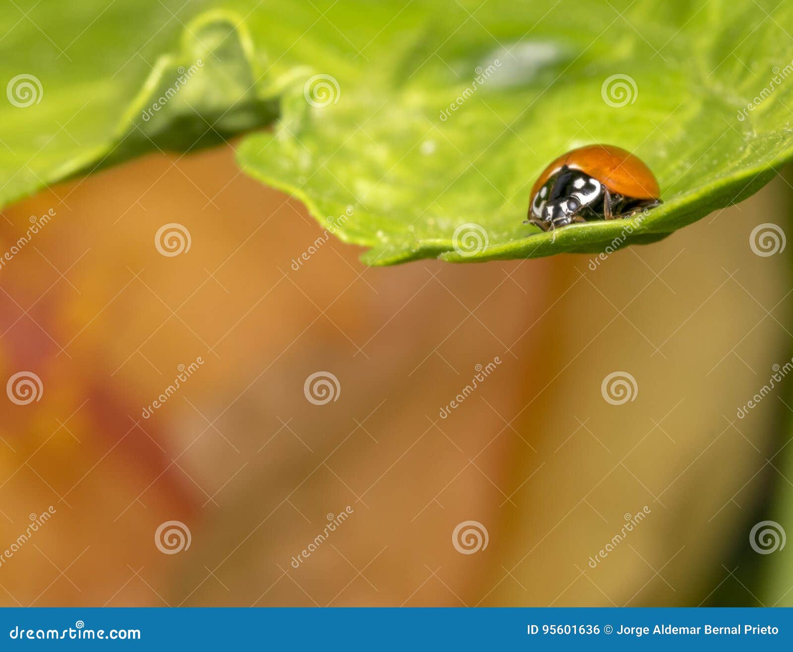 A Lonely Brown Ladybug on a Plant Branch Stock Photo - Image of garden ...