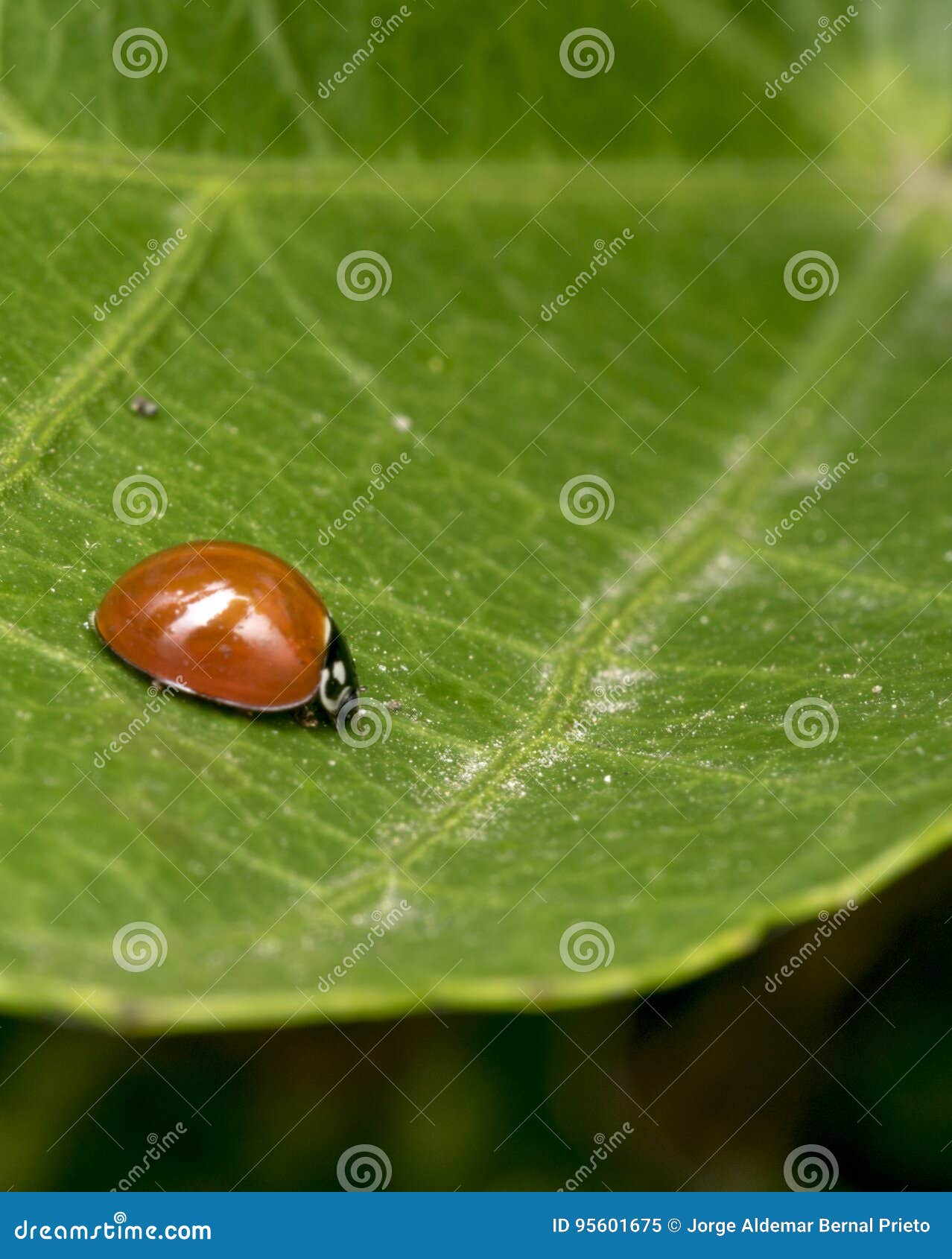 A Lonely Brown Ladybug on a Plant Branch Stock Image - Image of animal ...