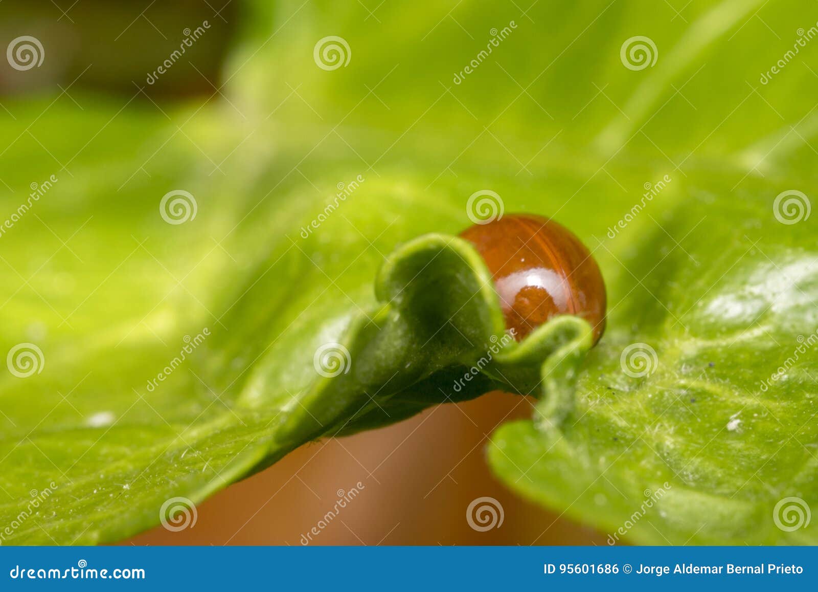 A Lonely Brown Ladybug on a Plant Branch Stock Photo - Image of bright ...