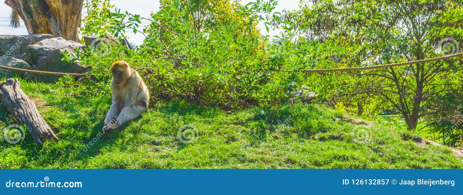 Lonely Brown Orange Monkey Sitting Down Alone in a Bored Pose Stock ...