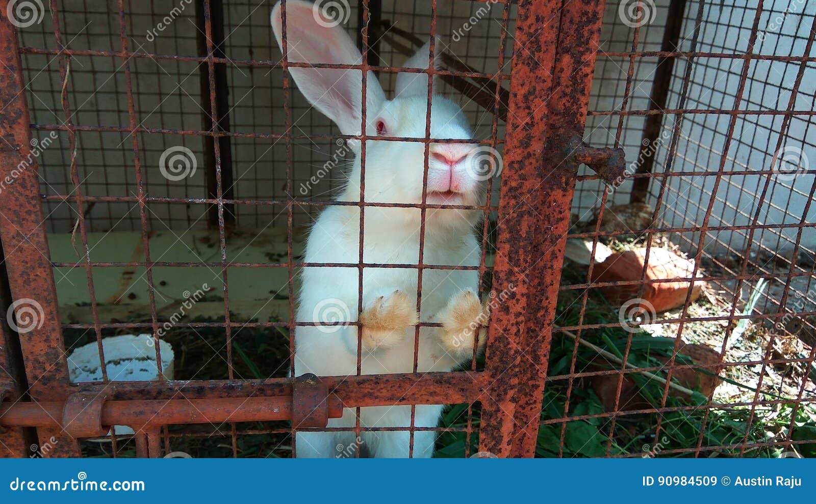 Lonely Bunny stock image. Image of pets, house, cage - 90984509
