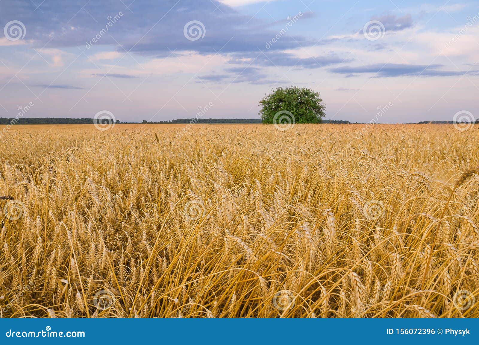 Lonely Bush in the Field of Wheat Against the Background of the Evening ...