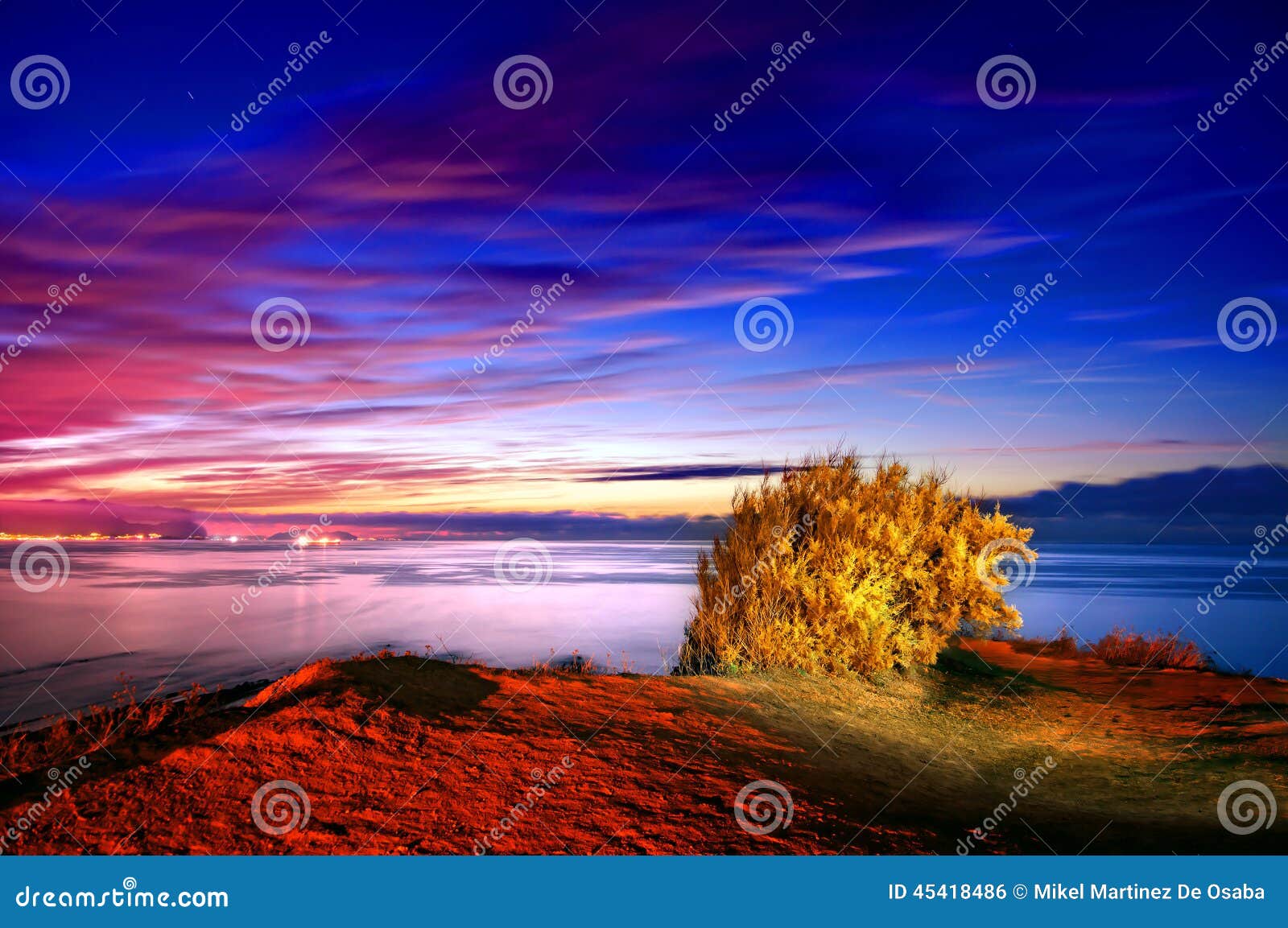 Lonely bush at night stock photo. Image of twilight, night - 45418486