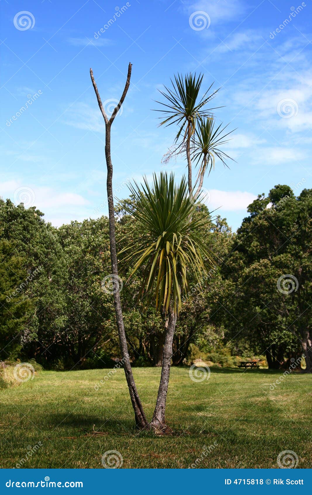 Lonely cabbage tree stock photo. Image of twisted, tree - 4715818