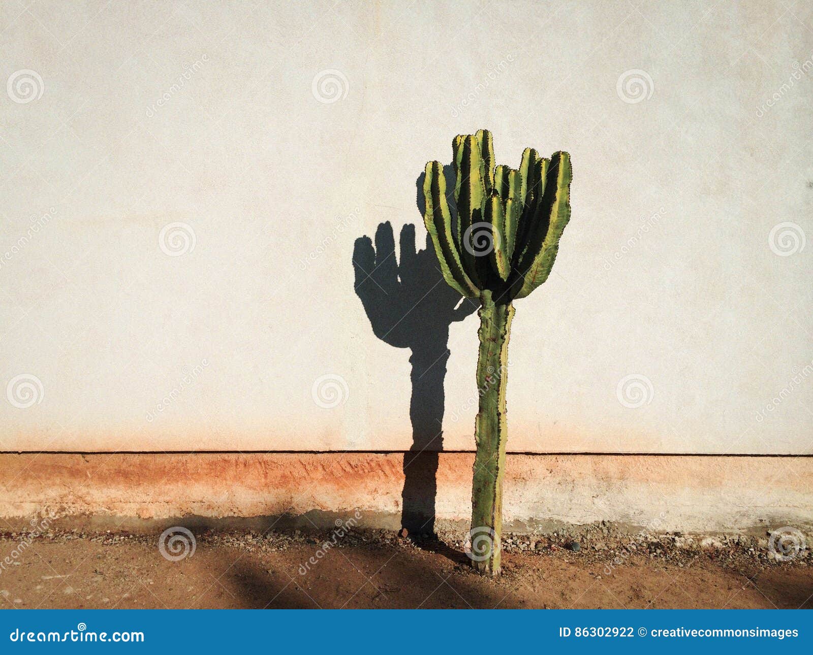 Lonely Cactus Picture. Image: 86302922