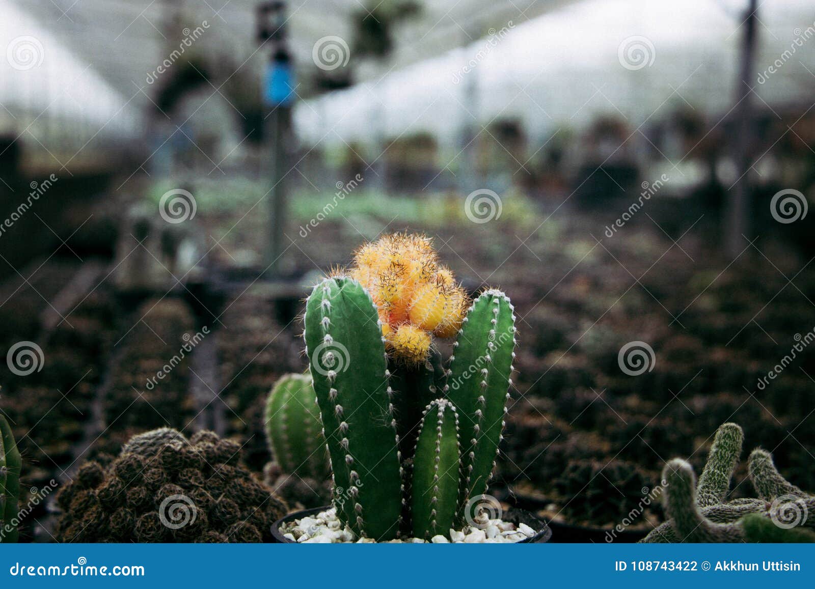 Lonely cactus stock photo. Image of nature, garden, park - 108743422