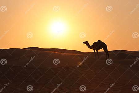 Lonely Camel in an Evening Sun Stock Photo - Image of camel, desert ...