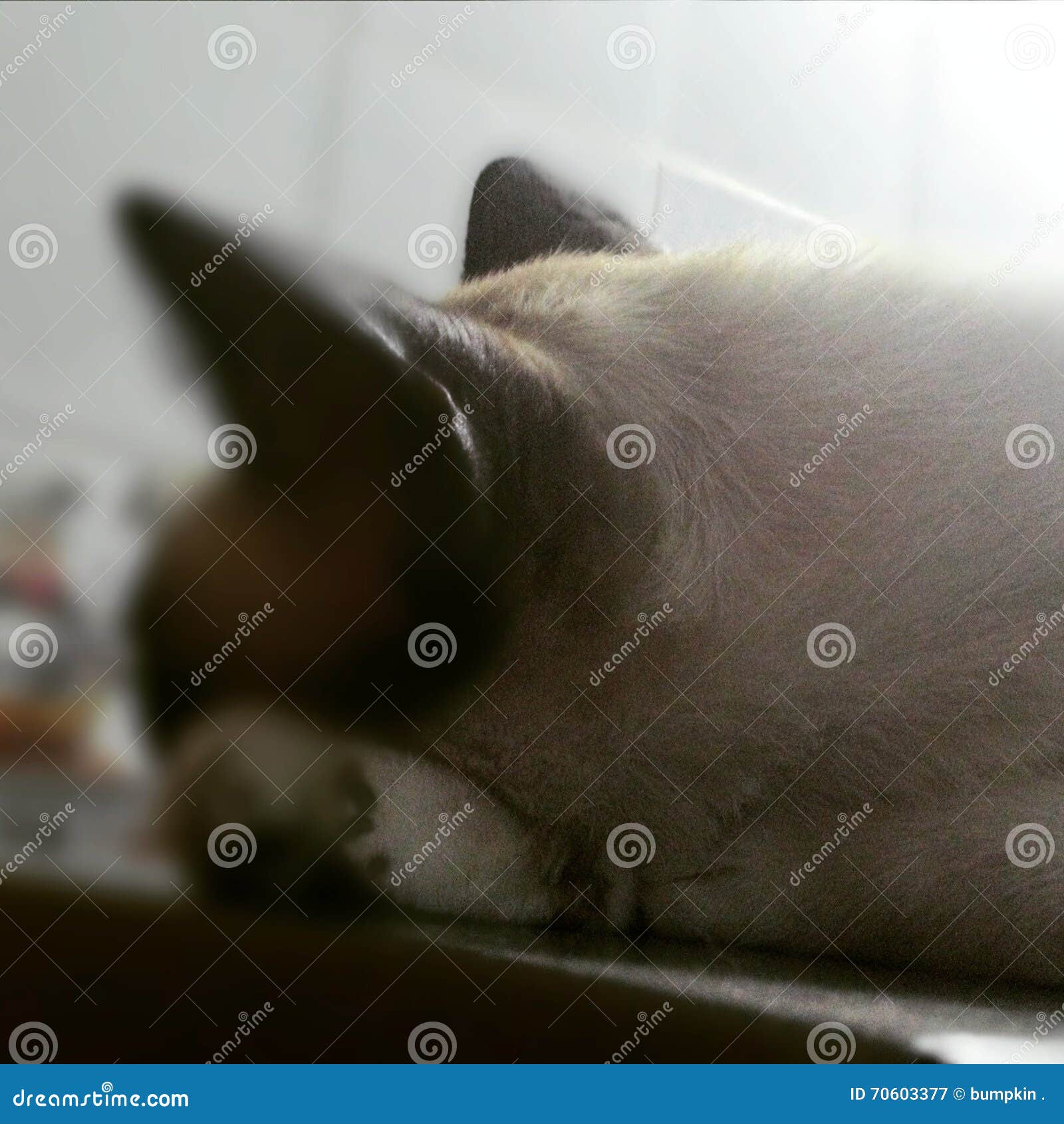 Lonely cat stock image. Image of lonely, animals, solitary - 70603377