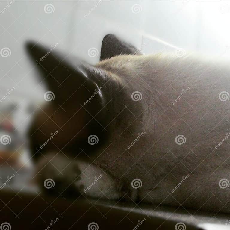 Lonely cat stock image. Image of lonely, animals, solitary - 70603377