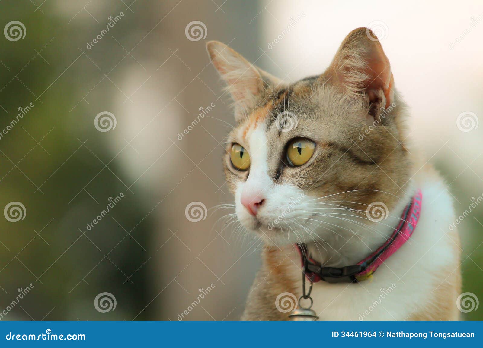 Lonely Cat in Blur Background Stock Photo - Image of lonely, female ...
