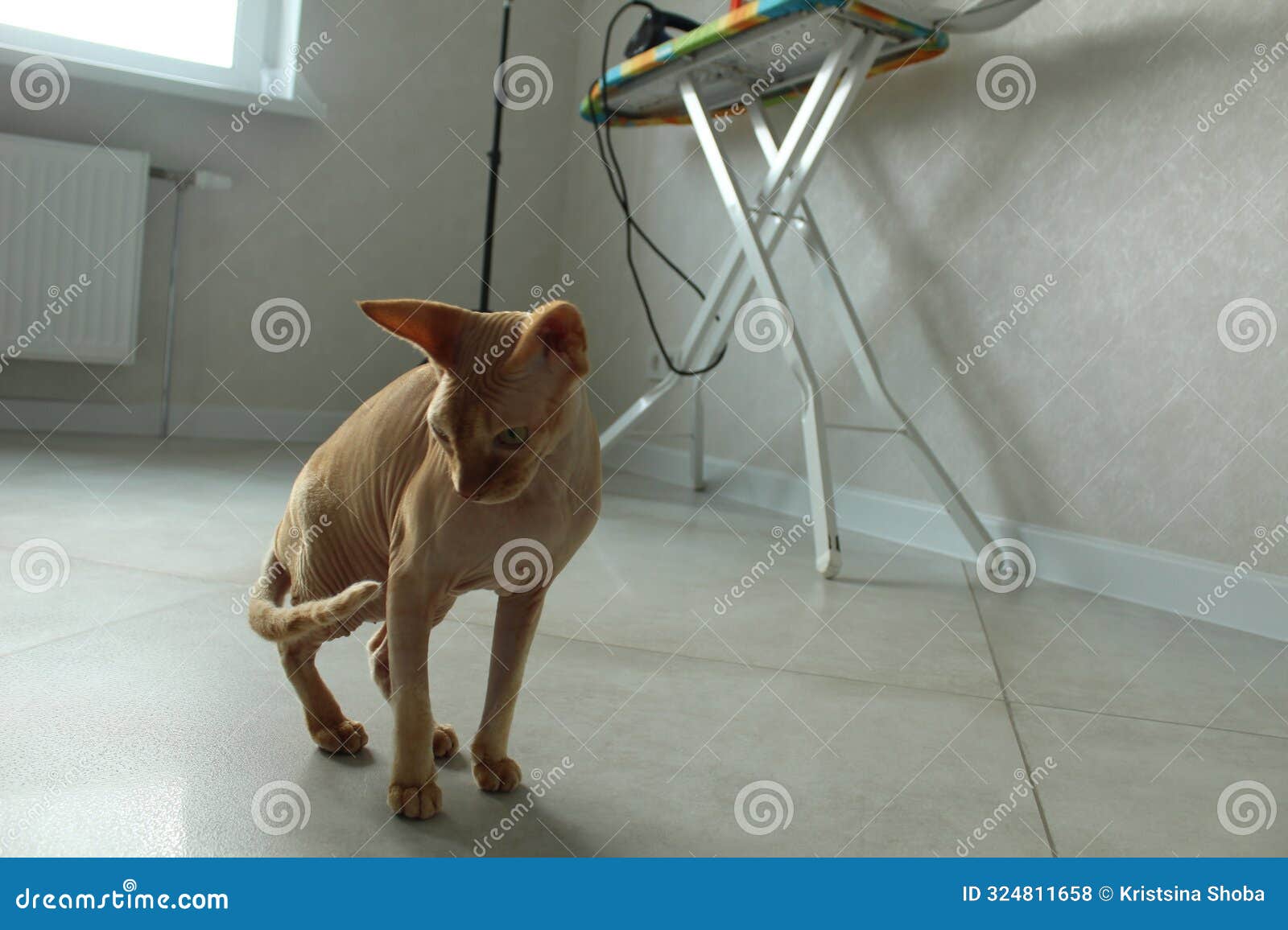 A Lonely Cat at Home. Bored Pets are Left Alone at Home Stock Photo ...