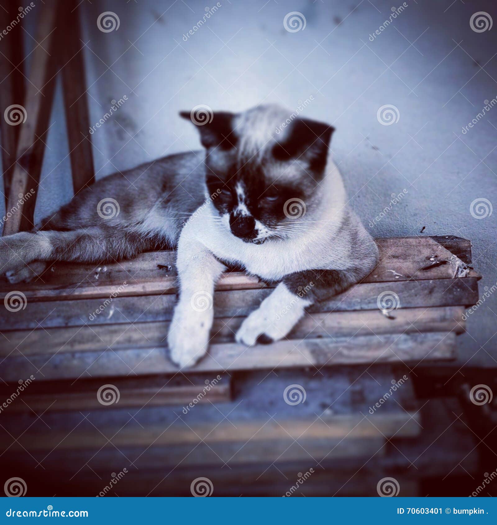 Lonely cat stock image. Image of lonely, wood, lying - 70603401