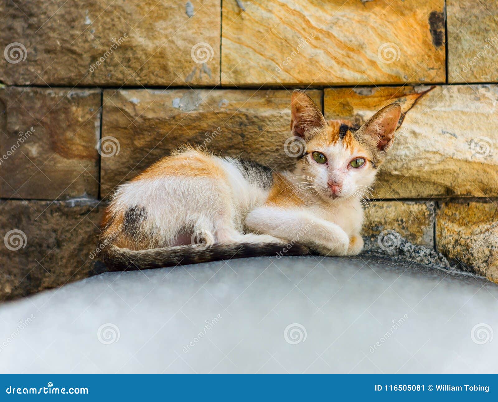 Poor lonely cat stock image. Image of portrait, lonely - 116505081