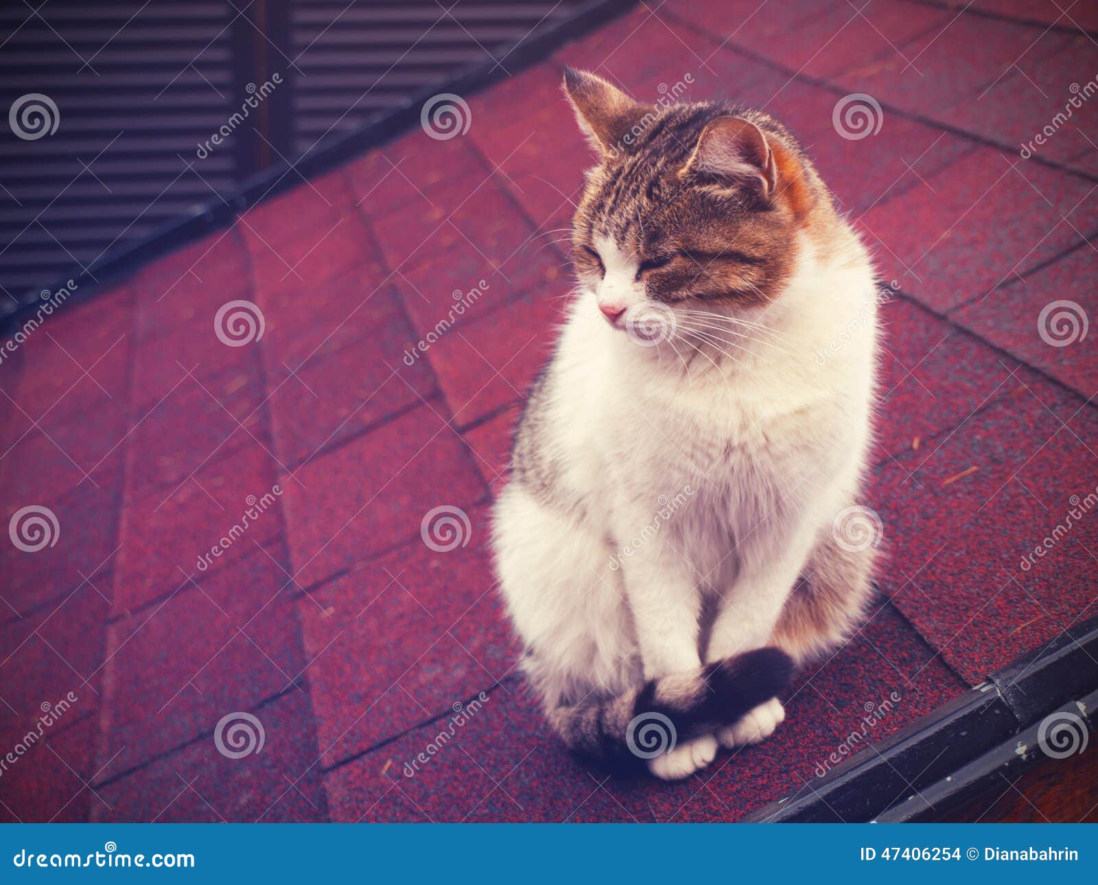 Lonely cat stock photo. Image of deserted, feline, kitten - 47406254