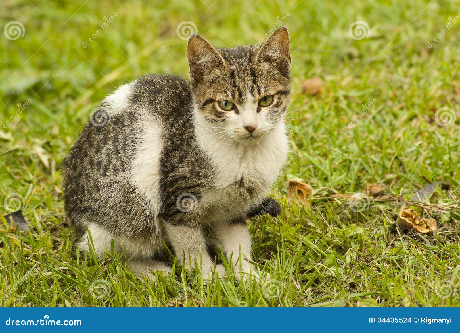 Lonely cat stock photo. Image of portraiture, feline - 34435524