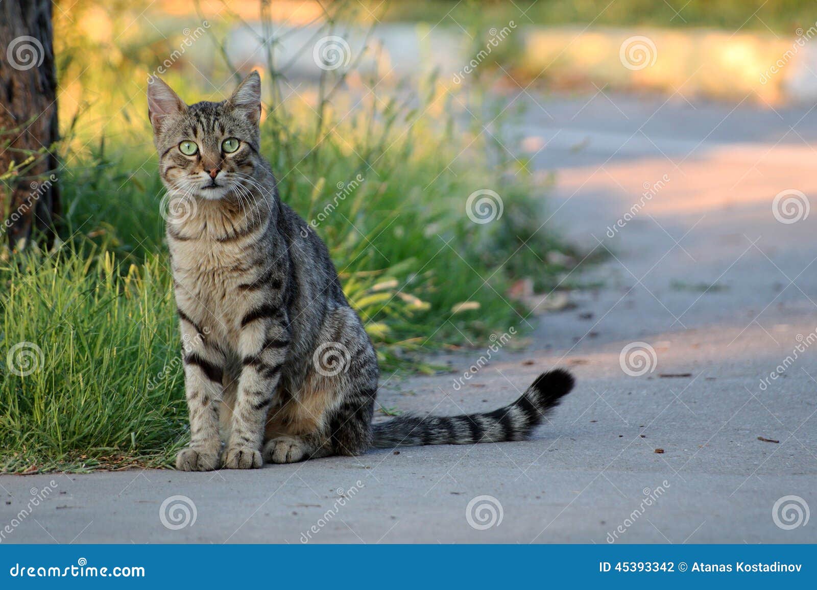 A Lonely Cat with Smart Look Stock Photo - Image of camera, smart: 45393342