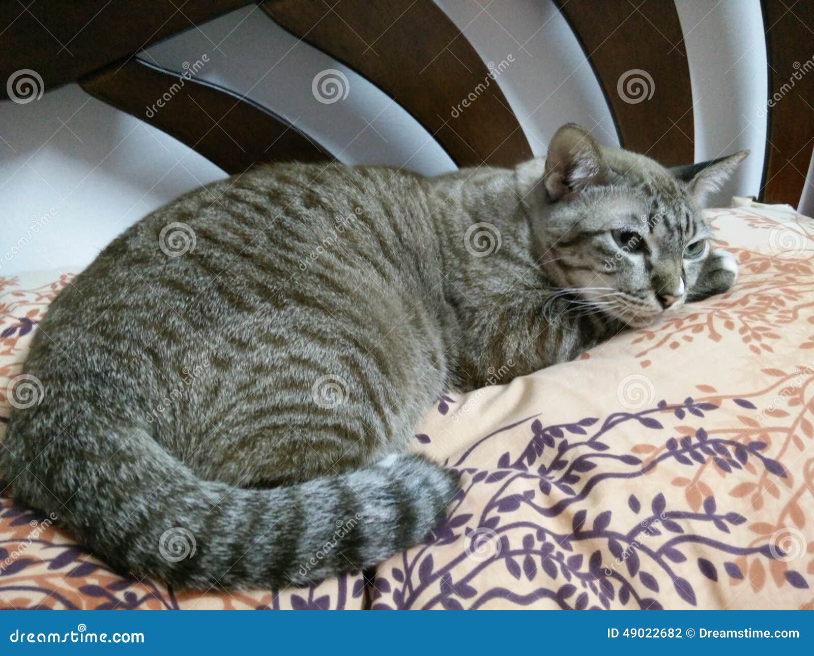 Lonely Cat stock photo. Image of moggy, lonely, puss - 49022682