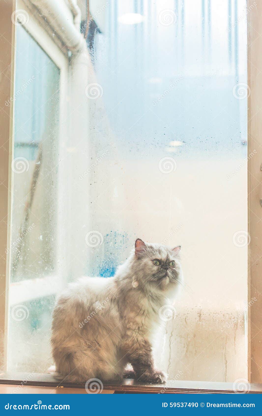 Lonely Cat beside Window at Rainy Day Stock Photo - Image of blue ...