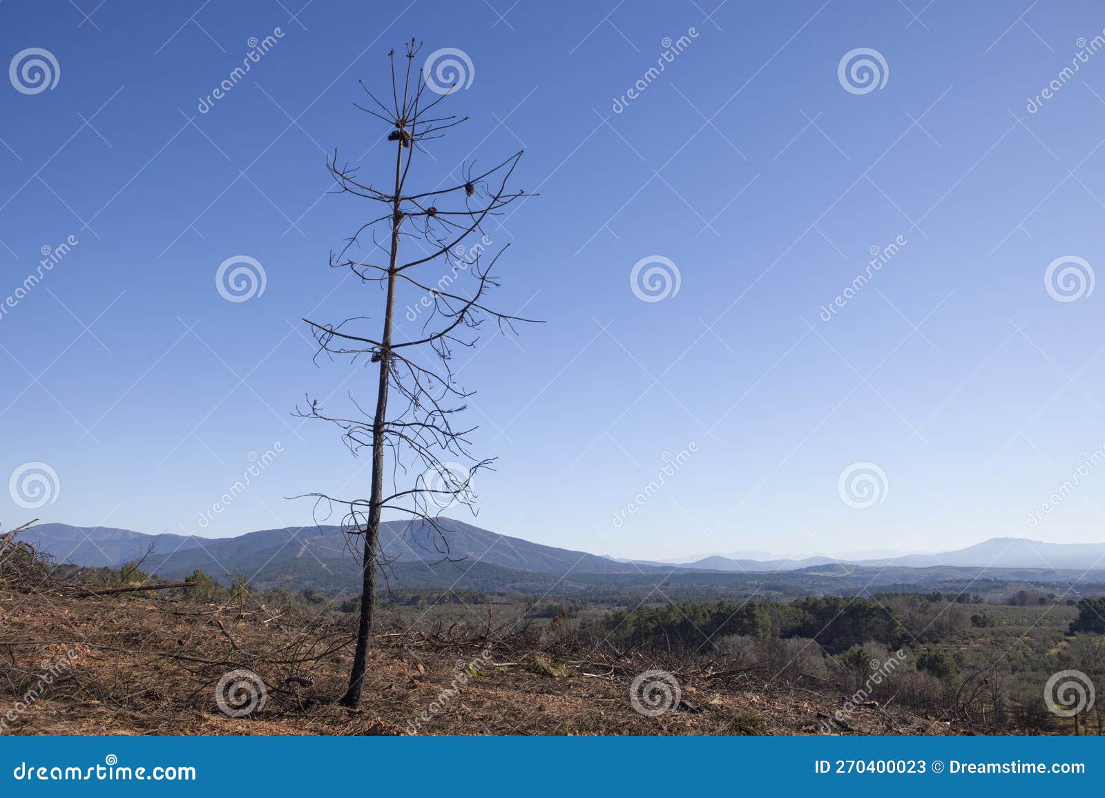 Lonely Charred Pine Tree Standing Stock Image - Image of botany, forest ...