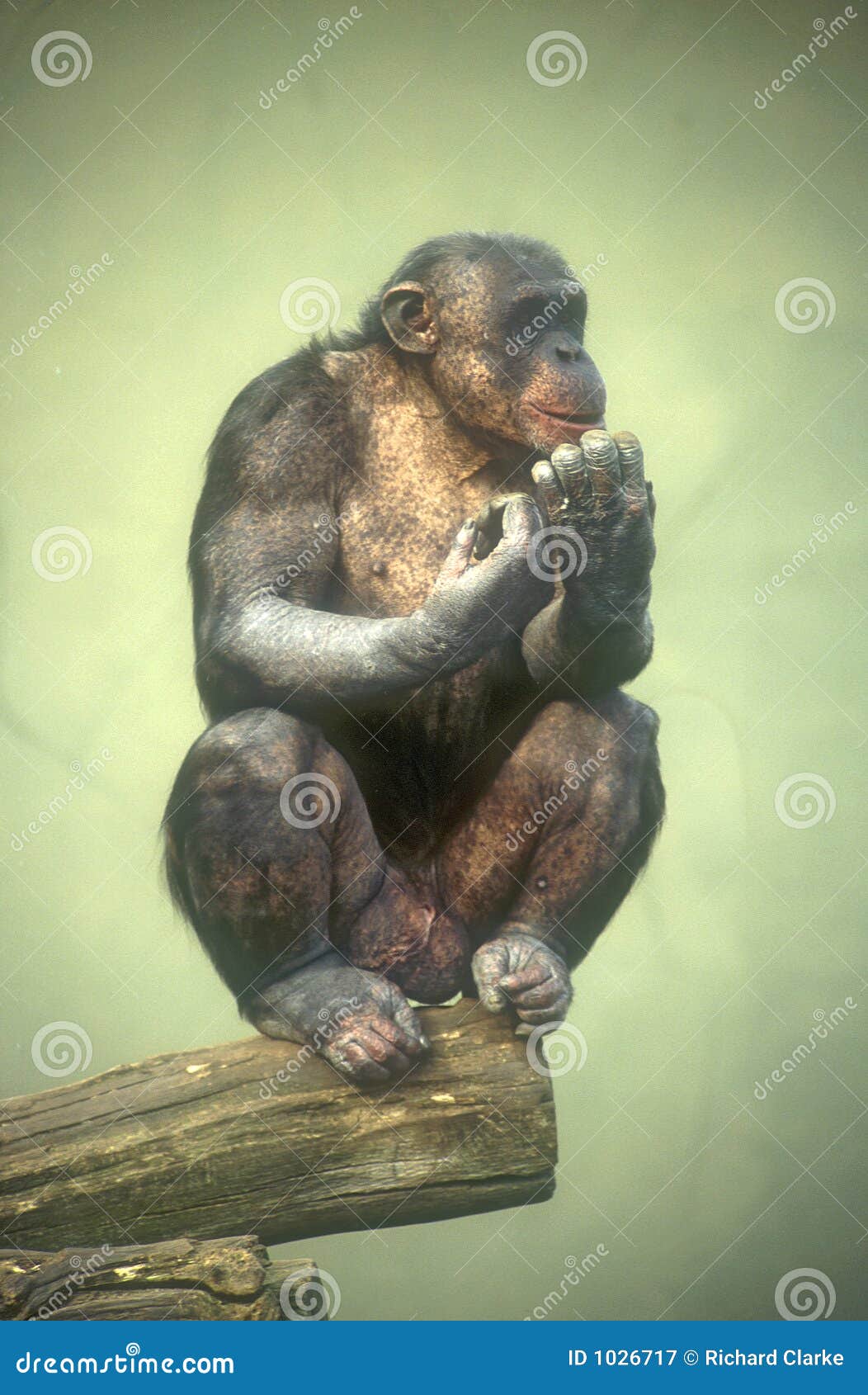 Lonely chimp stock image. Image of calm, monkey, crouch - 1026717