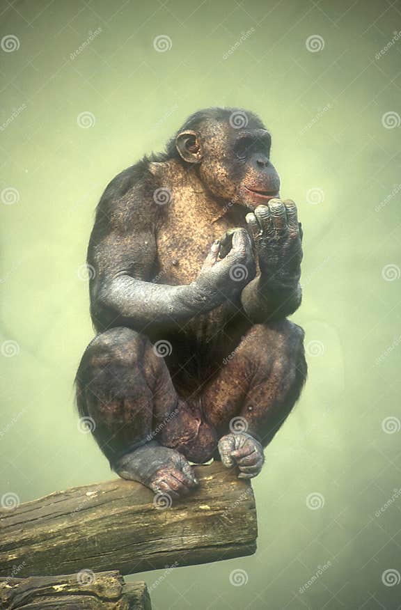 Lonely chimp stock image. Image of calm, monkey, crouch - 1026717