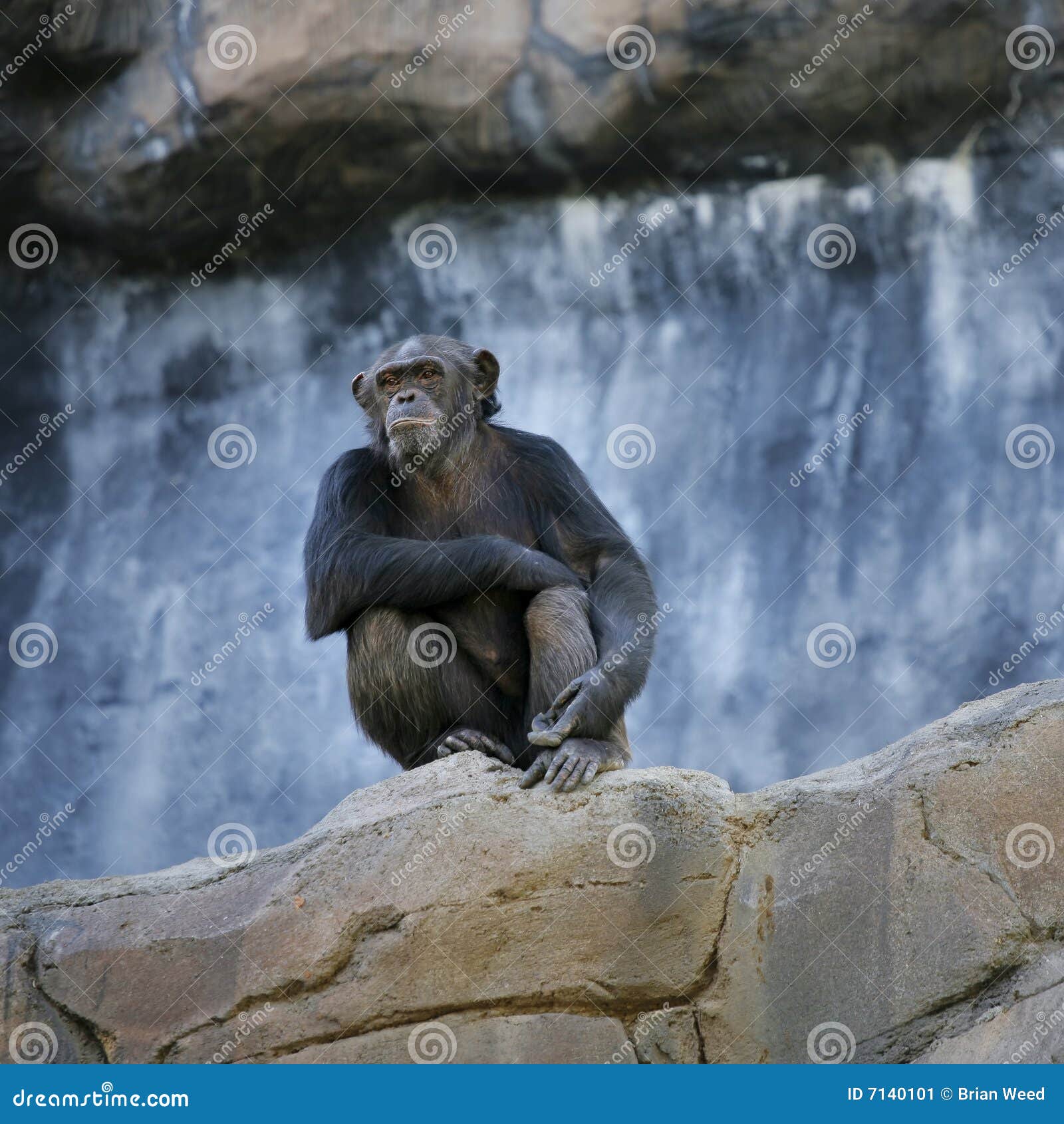 Lonely Chimp stock image. Image of monkey, natural, portrait - 7140101