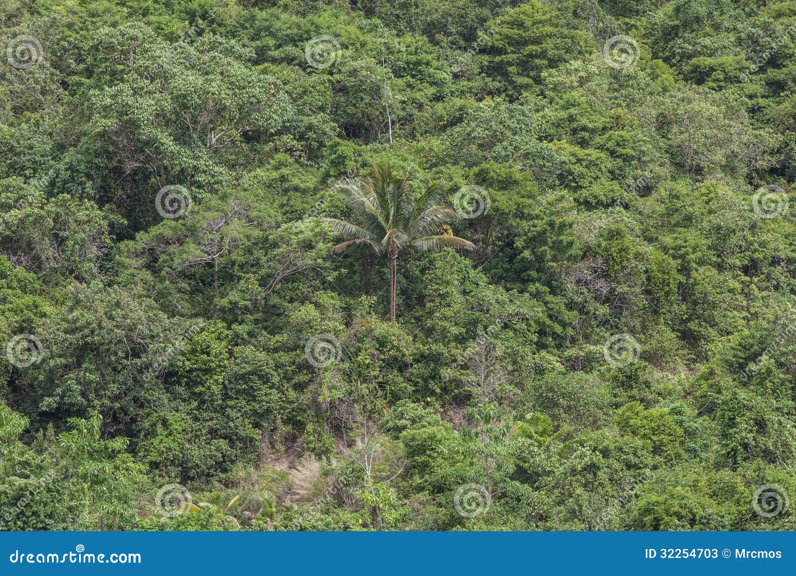 Lonely Coconut Tree in Rainforest Stock Image - Image of growth ...
