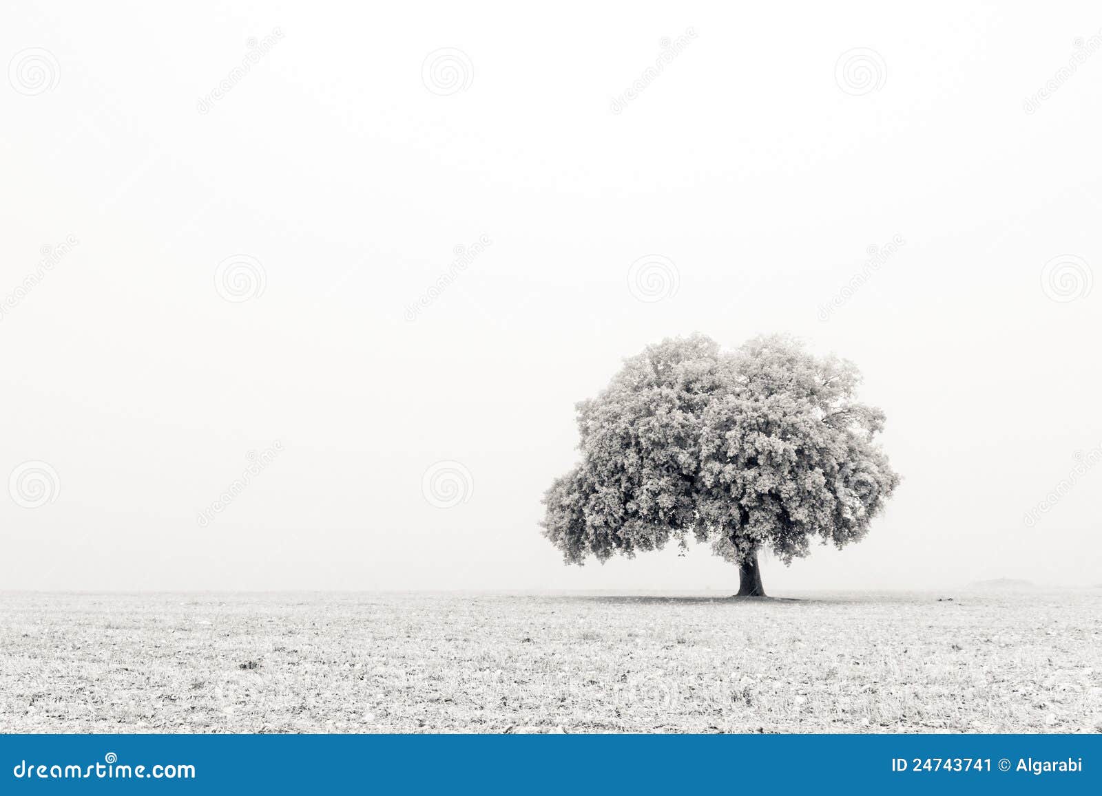 Lonely and cold tree stock image. Image of branch, black - 24743741