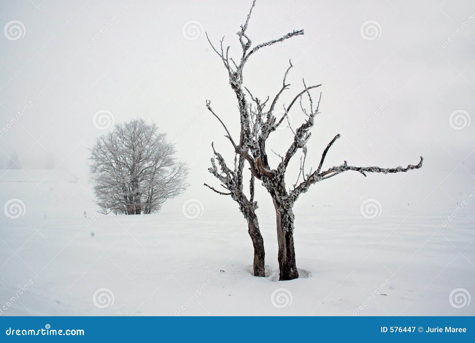 Lonely, Cold Tree. stock image. Image of cold, silhouette - 576447