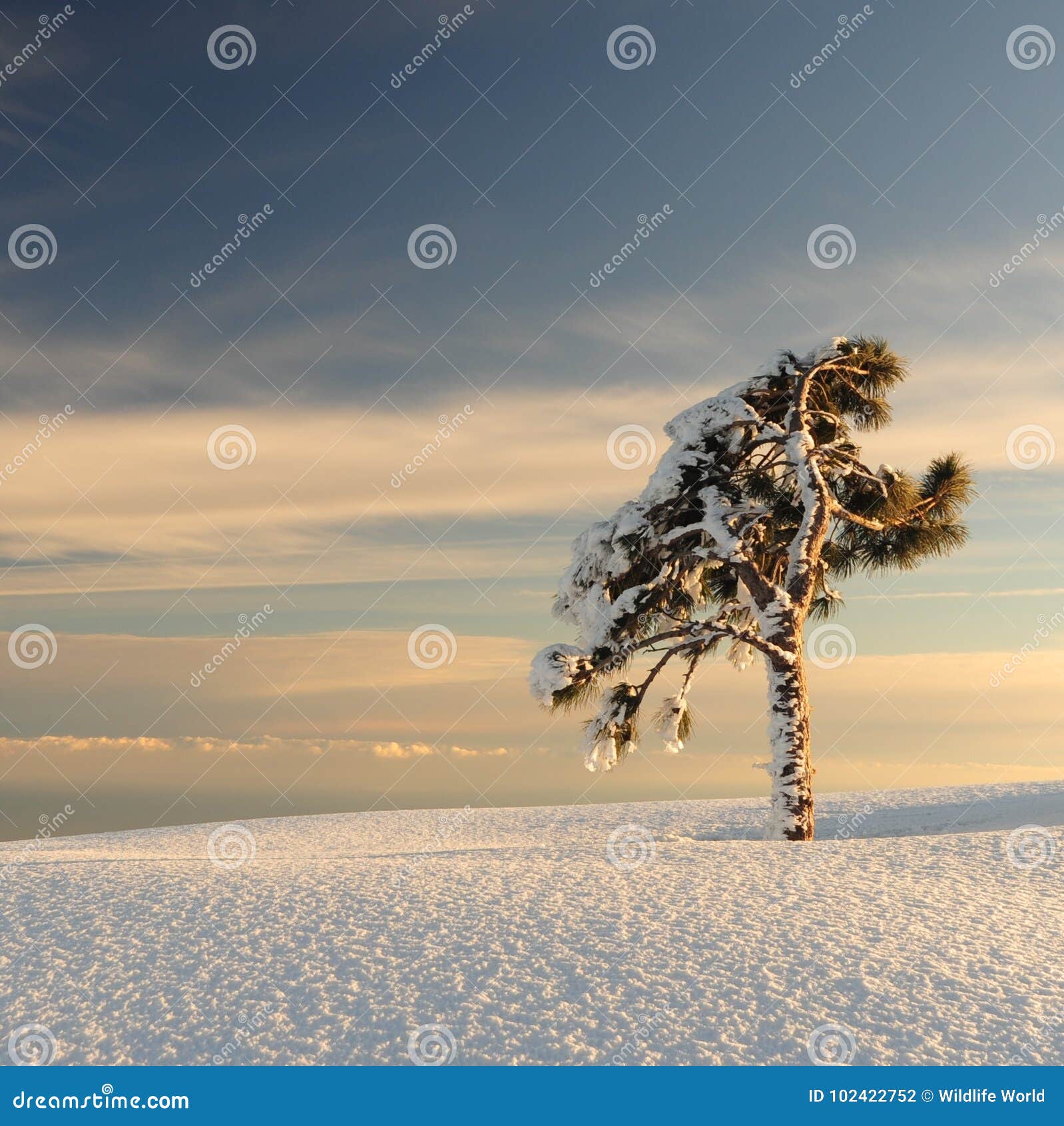 A Lonely and Cold Tree during the Winter Stock Photo - Image of travel ...