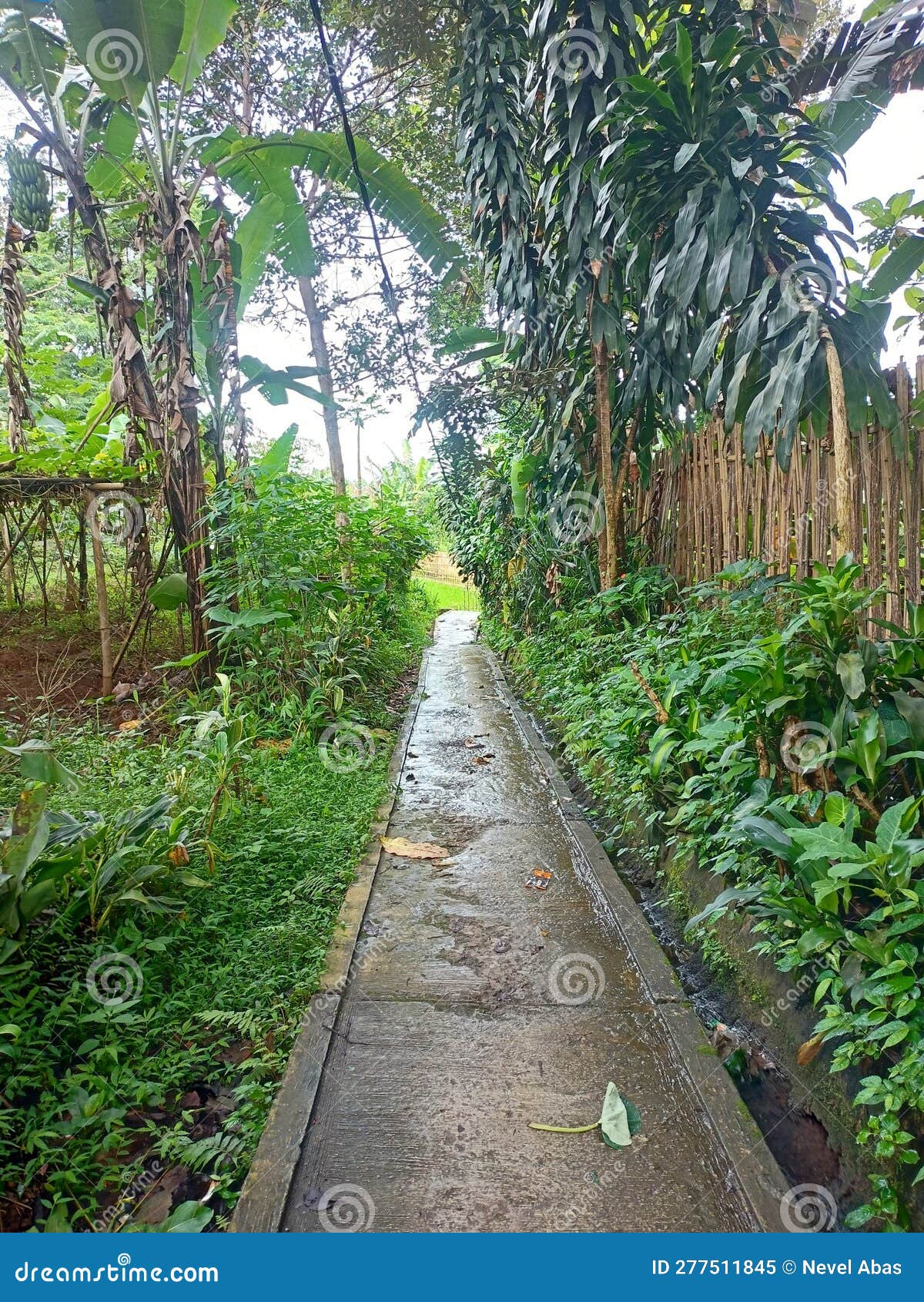 Lonely Country Road after Rain Stock Image - Image of country, lonely ...