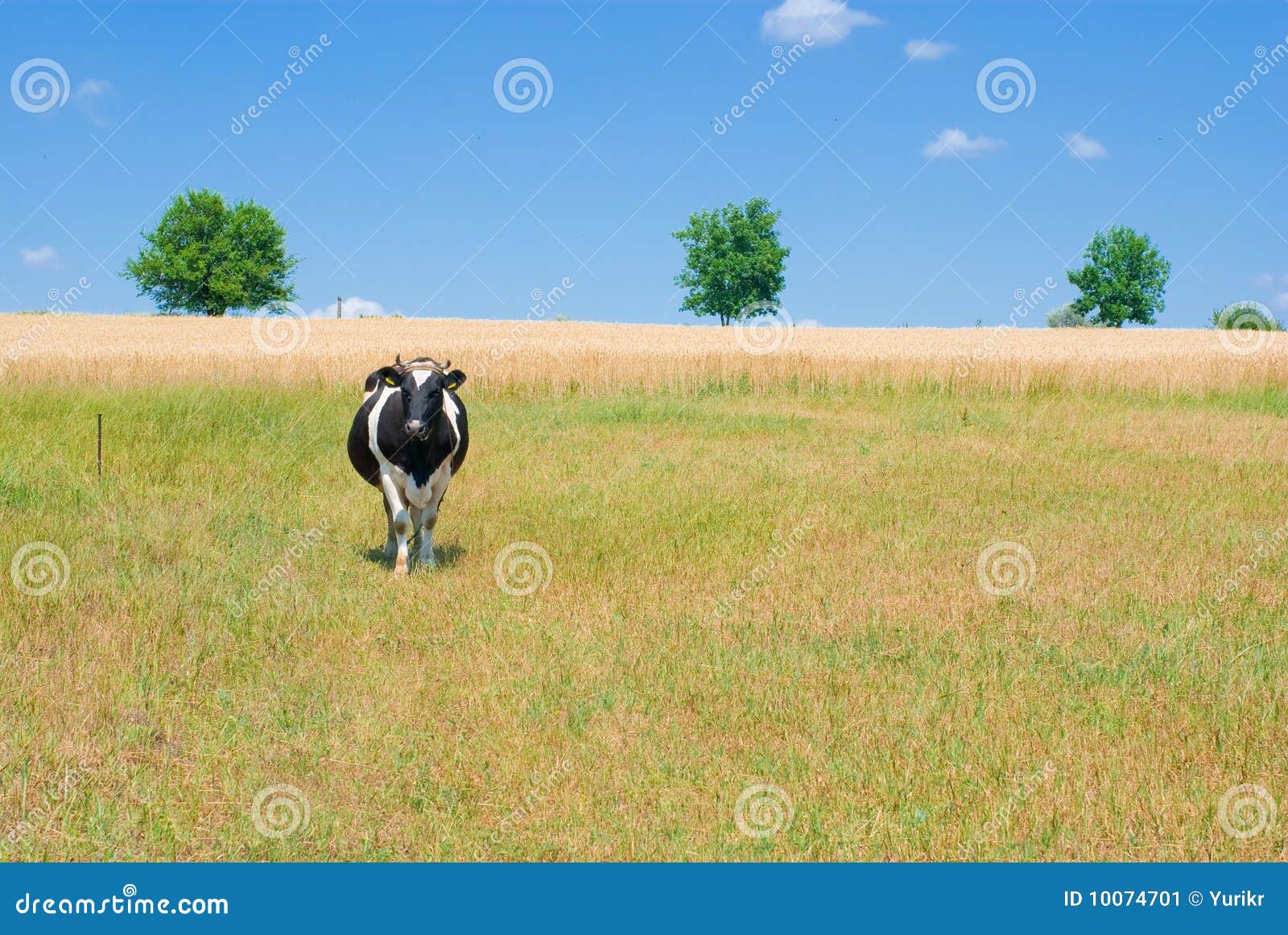 Lonely cow stock image. Image of thistle, pasture, skyline - 10074701