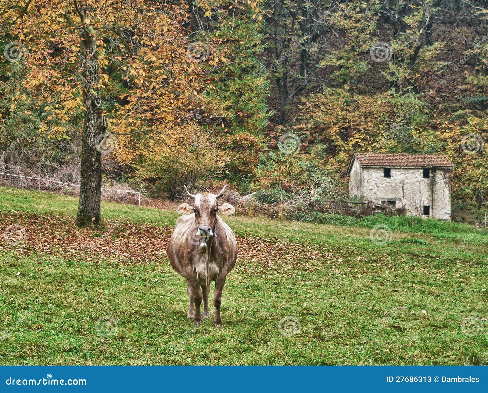 Lonely Cow in Autumn Meadow Stock Image - Image of beast, land: 27686313