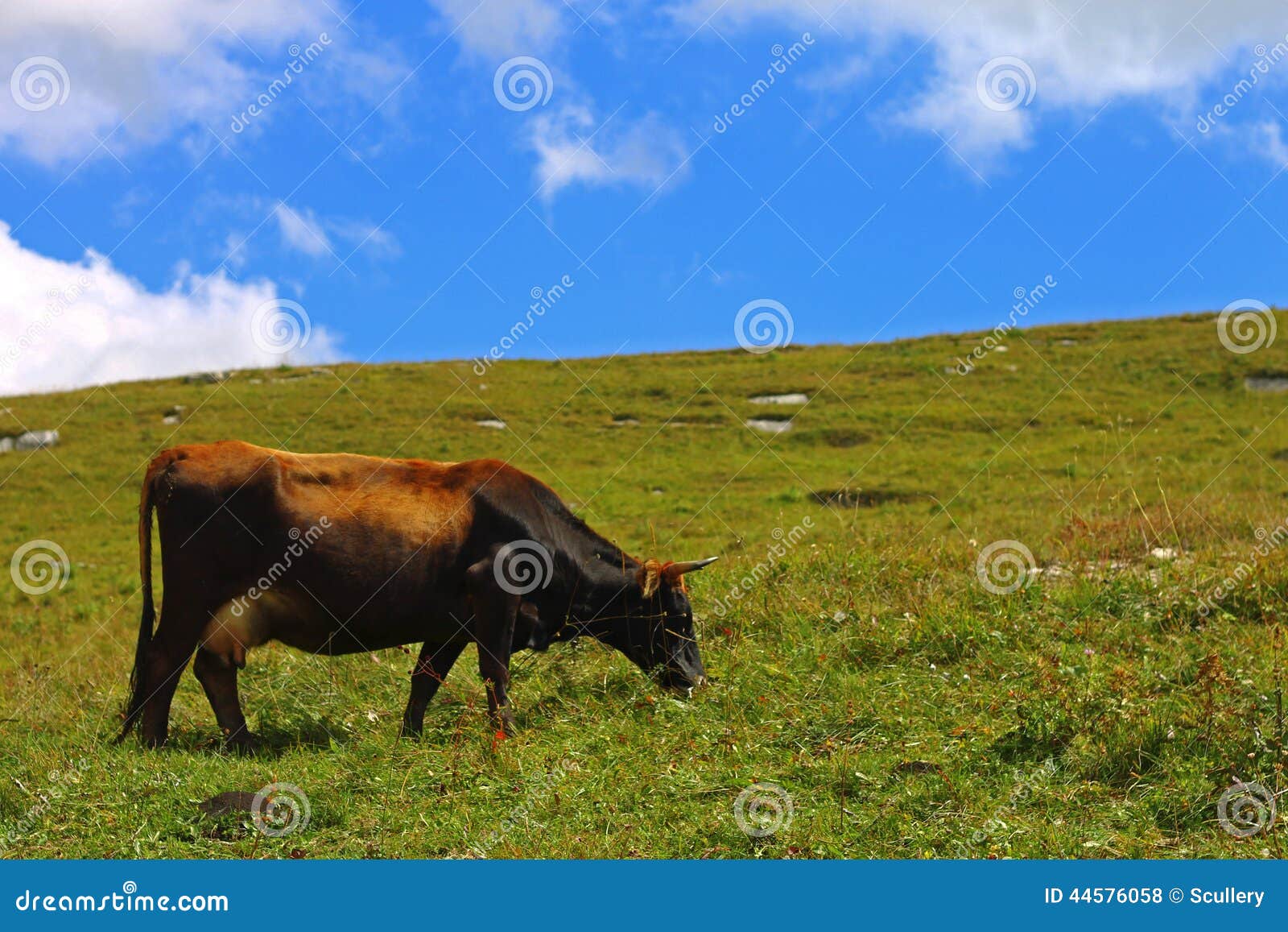 Lonely Cow on the Caucasus Mountain Grassland Stock Photo - Image of ...