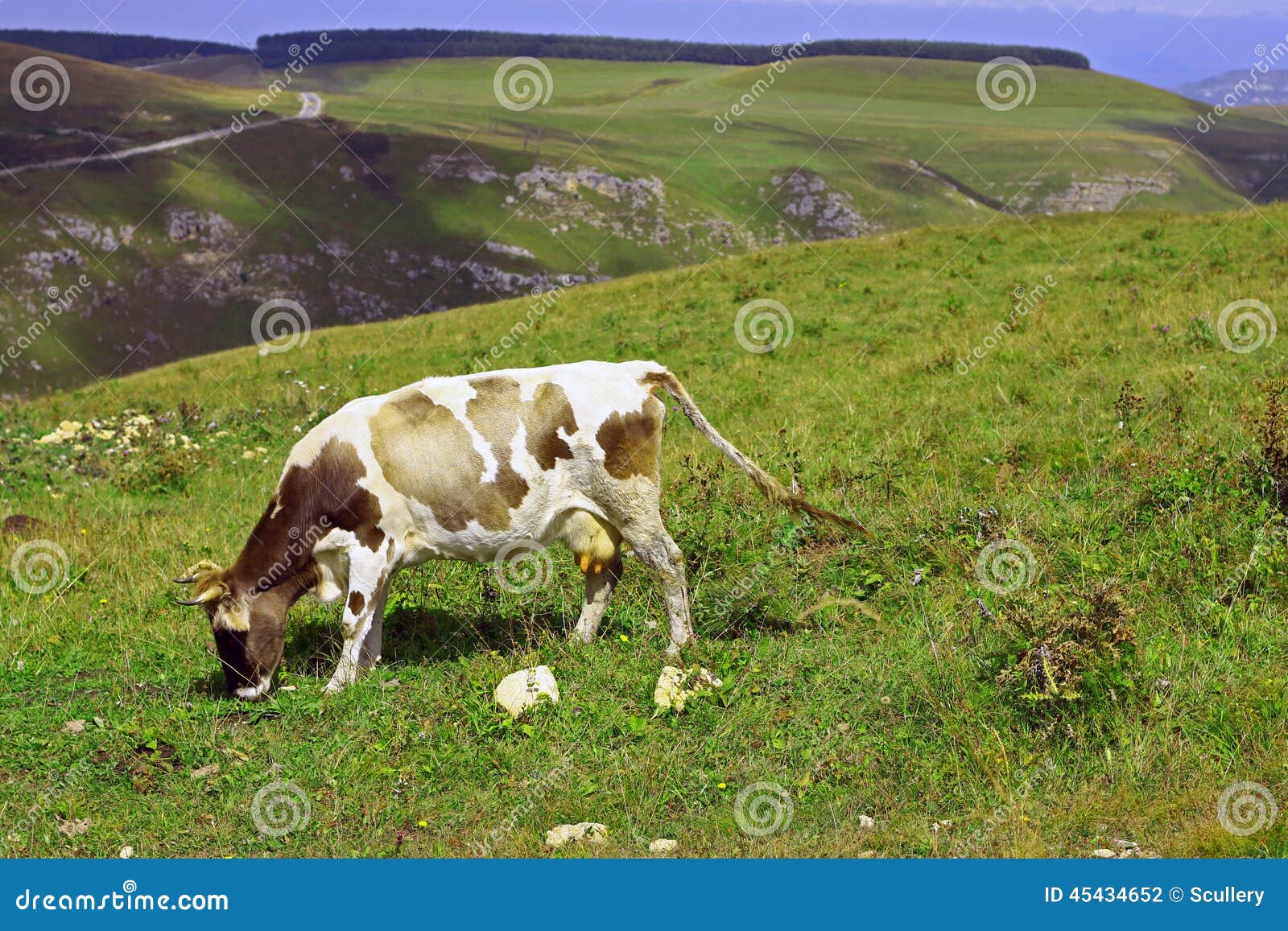 Lonely Cow on the Caucasus Mountain Grassland Stock Photo - Image of ...