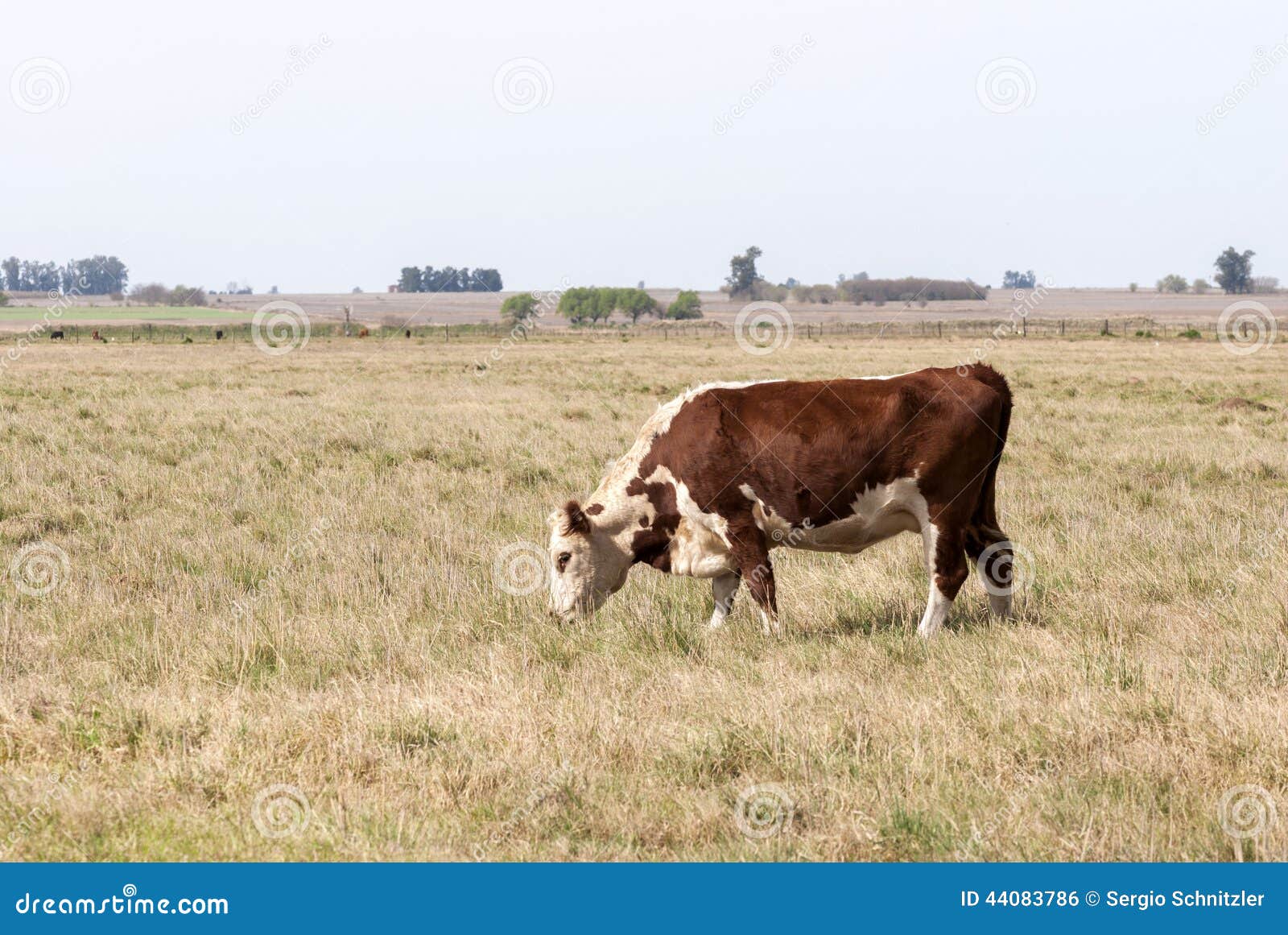 Lonely Cow Grazing stock photo. Image of animals, pastures - 44083786