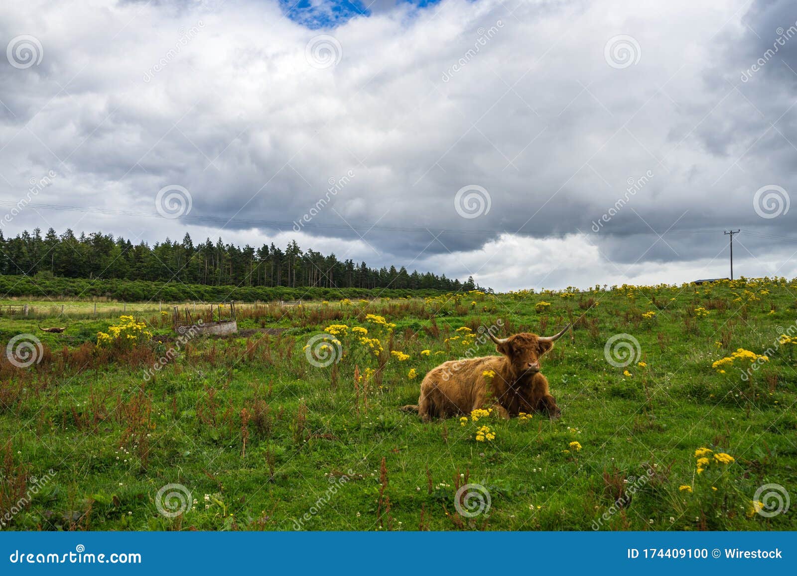 Lonely Cow on the Highlands Under a Cloudy Sky in Scotland Stock Photo ...