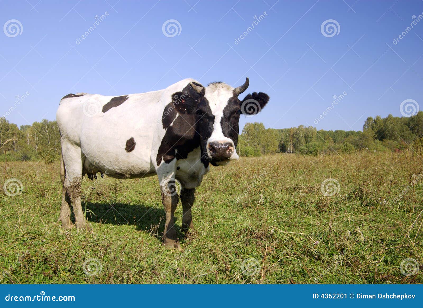 Lonely cow on the pasture stock image. Image of horns - 4362201