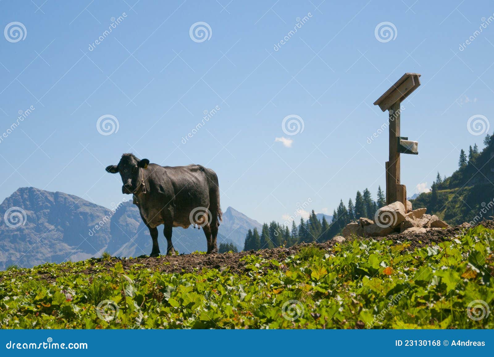 Lonely Cow Standing at the Top of a Hill Stock Photo - Image of rainbow ...