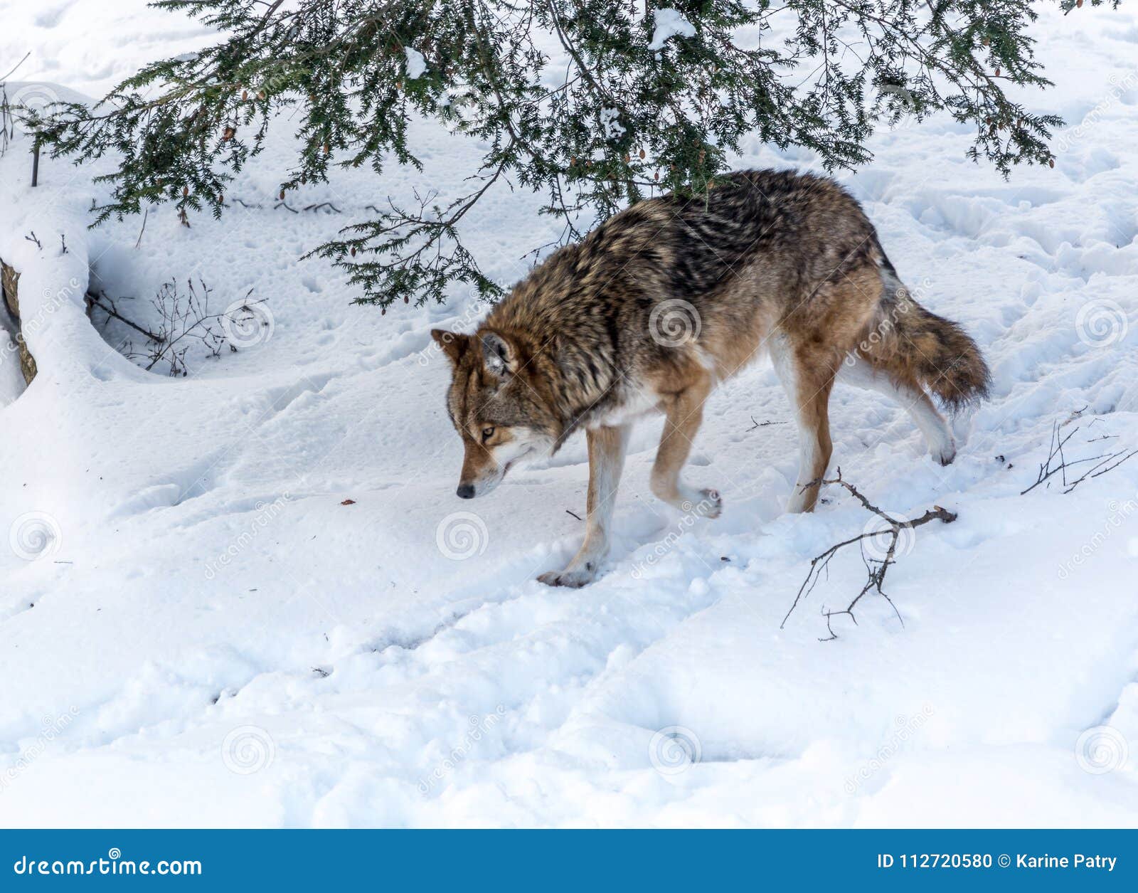 Lonely Coyote in Winter Walk Stock Photo - Image of beautiful, outdoors ...