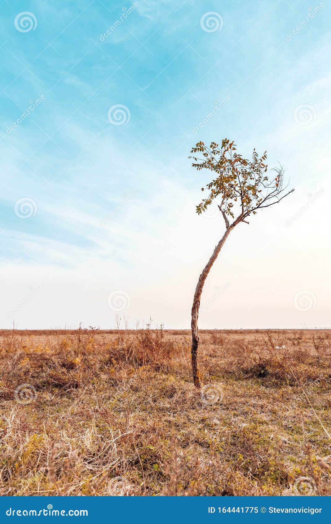 Lonely Curved Slim Tree in Plain Landscape Stock Image - Image of ...
