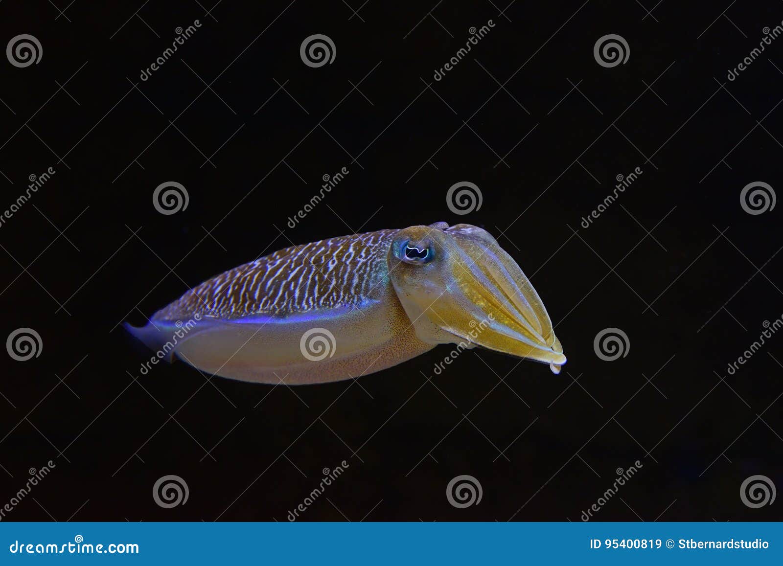 A Lonely but Cute Mourning Cuttlefish with Dark Black Background Stock ...