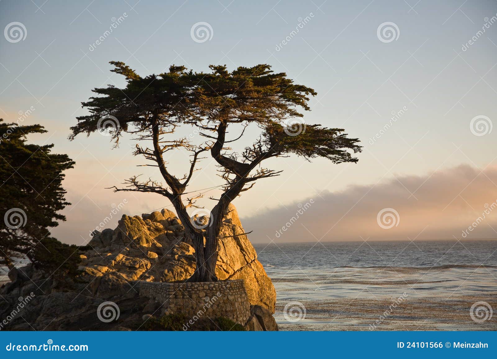 Lonely Cypress Tree editorial photo. Image of century - 24101566