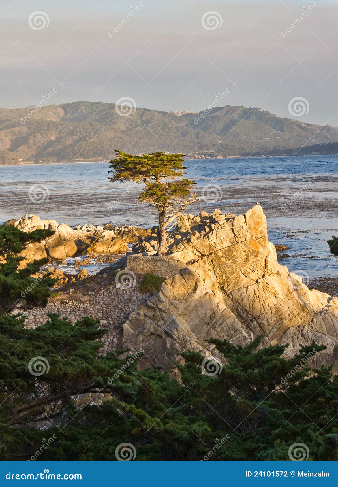 Lonely Cypress Tree editorial photography. Image of carmel - 24101572