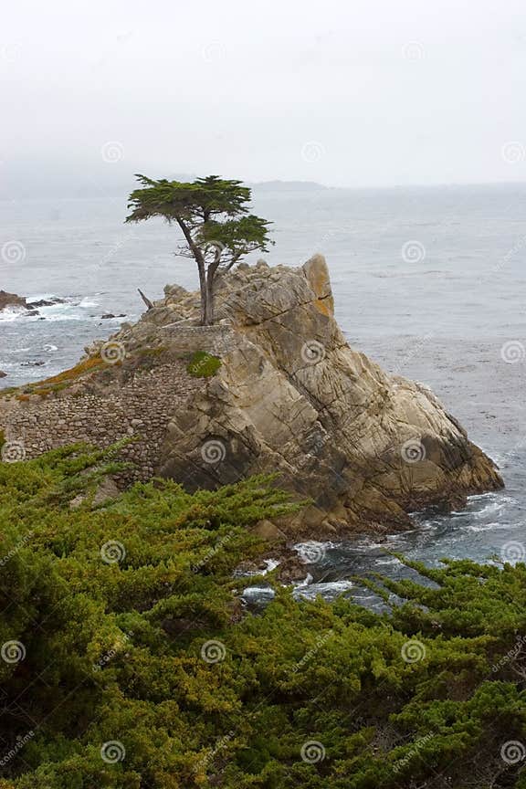 Lonely cypress tree stock photo. Image of pebble, shore - 2691210