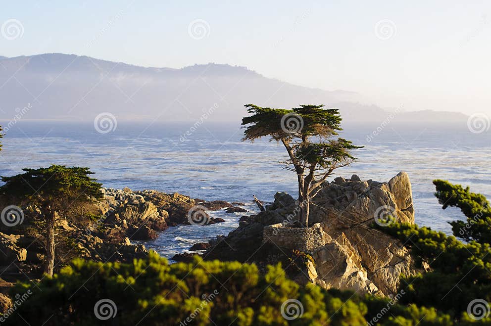 Lonely Cypress Tree editorial photography. Image of isolated - 36641682