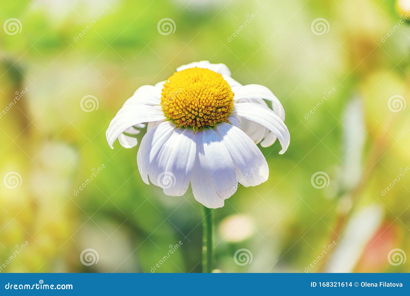Lonely Daisy in a Field in a Meadow Stock Photo - Image of closeup ...